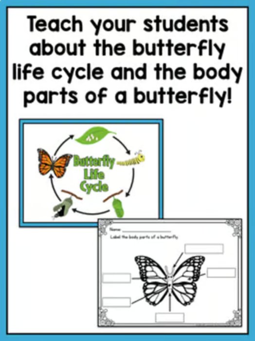 Life Cycle of a Butterfly | Science and Literacy Unit – learning-at-the ...
