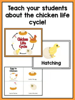 Life Cycle of a Chicken | Science and Literacy Unit – Learning at the ...
